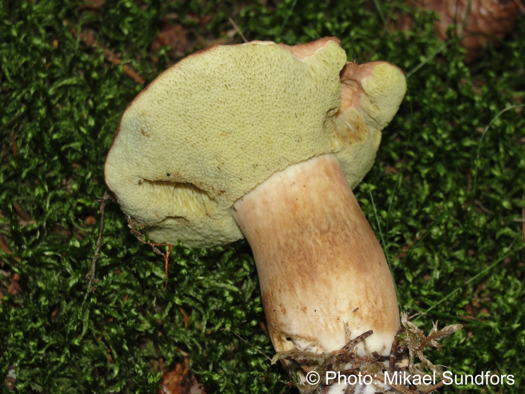 Mushroom identifier - Mushroom World