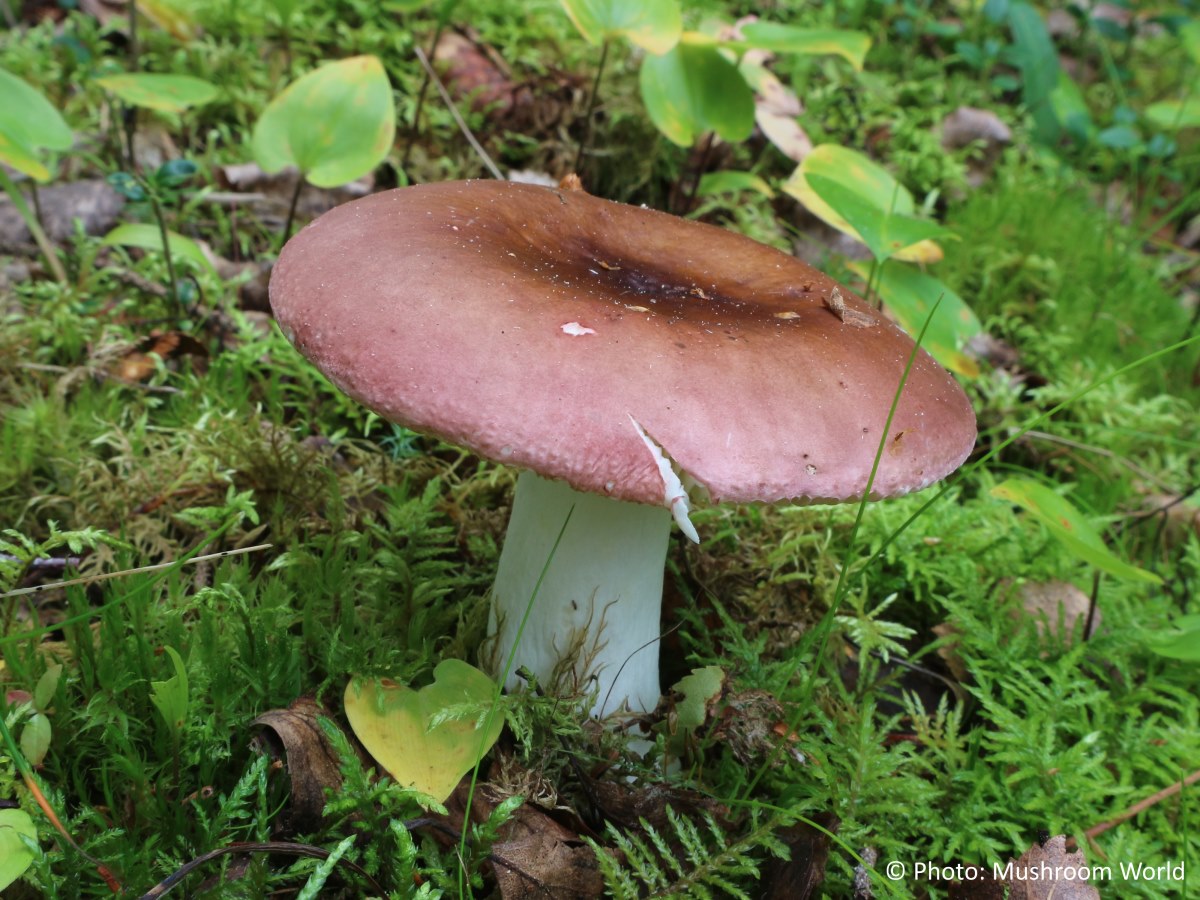 Russula Vinosa Mushroom World Russula Vinosa Mushroom World